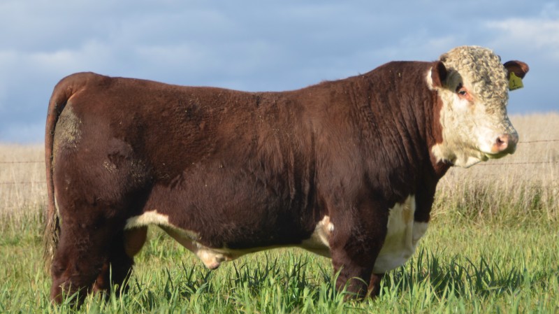 2023 Annual Hereford Bull Sale - Amos Vale Herefords