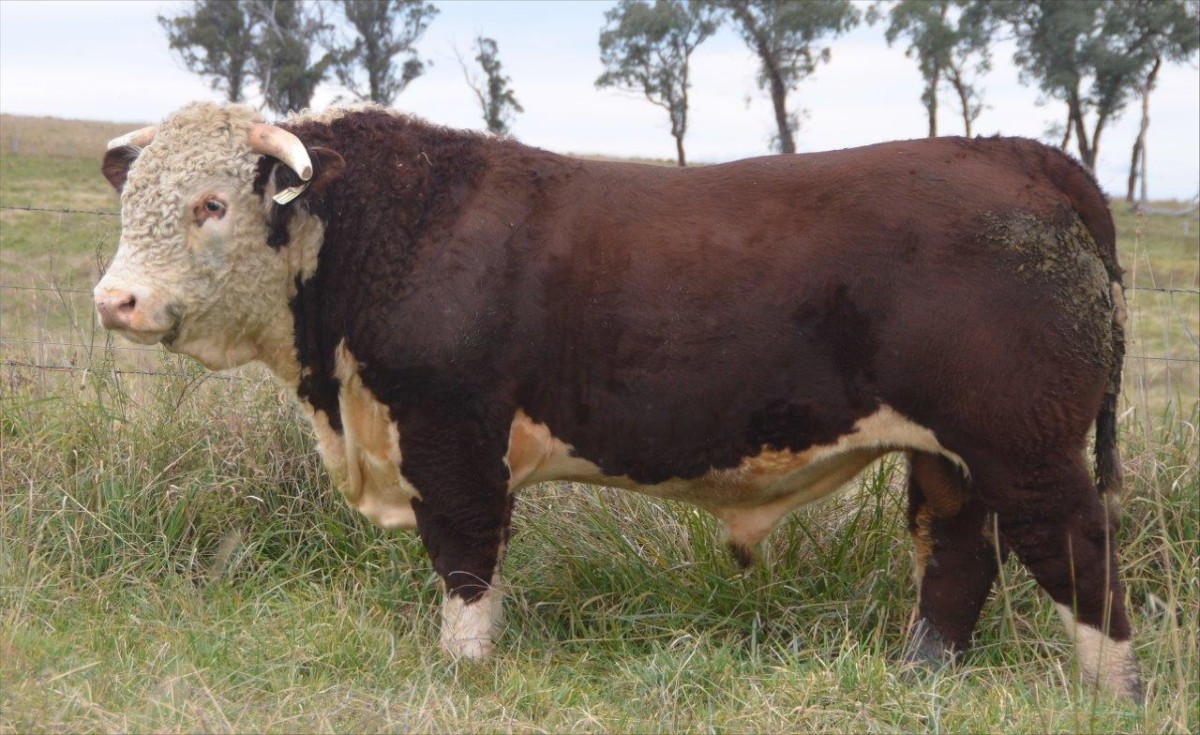 2024 Annual Hereford Bull Sale - Amos Vale Herefords
