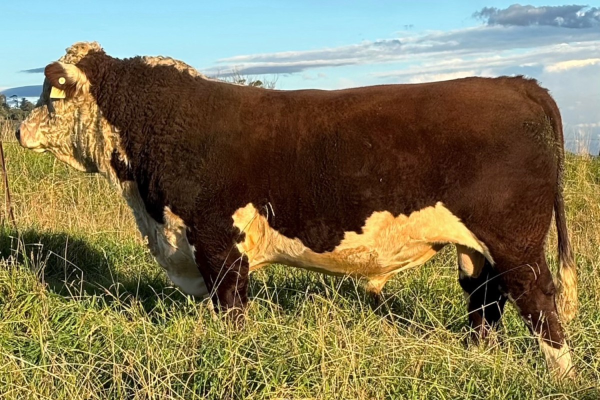 2025 Annual Hereford Bull Sale - Amos Vale Herefords