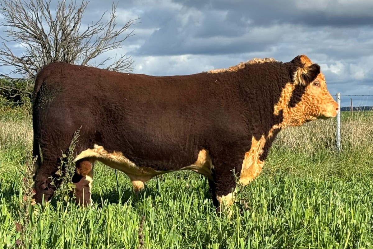 2025 Annual Hereford Bull Sale - Amos Vale Herefords