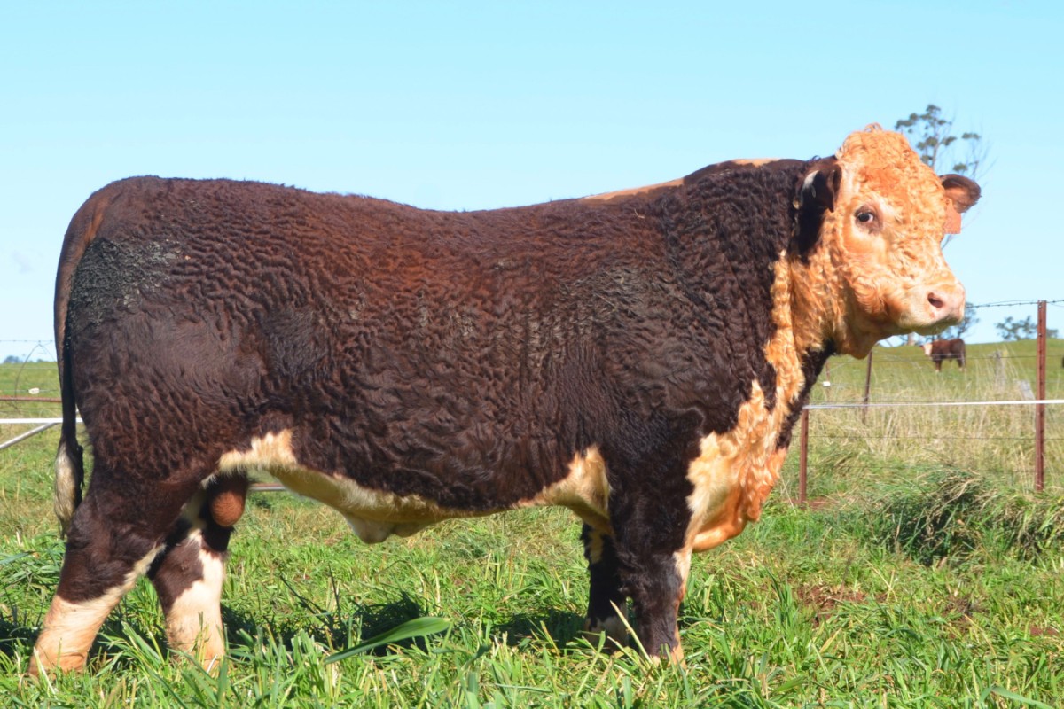 2025 Annual Hereford Bull Sale - Amos Vale Herefords
