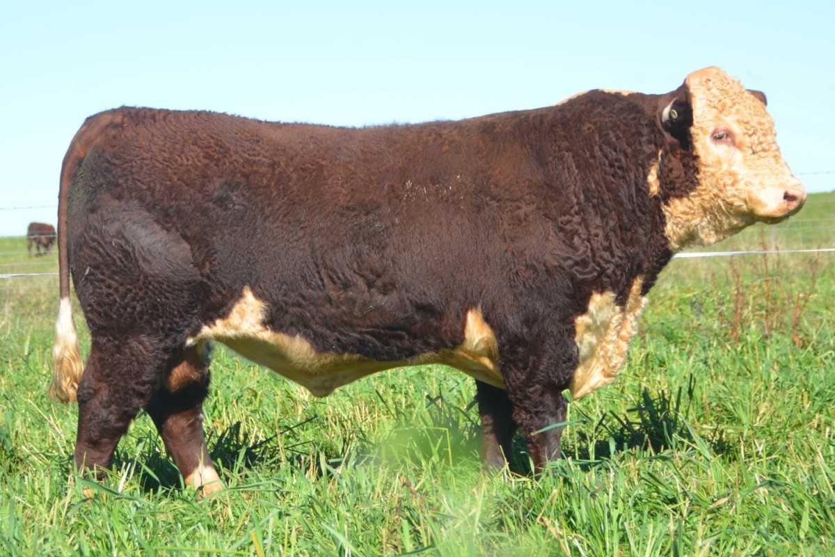 2025 Annual Hereford Bull Sale - Amos Vale Herefords