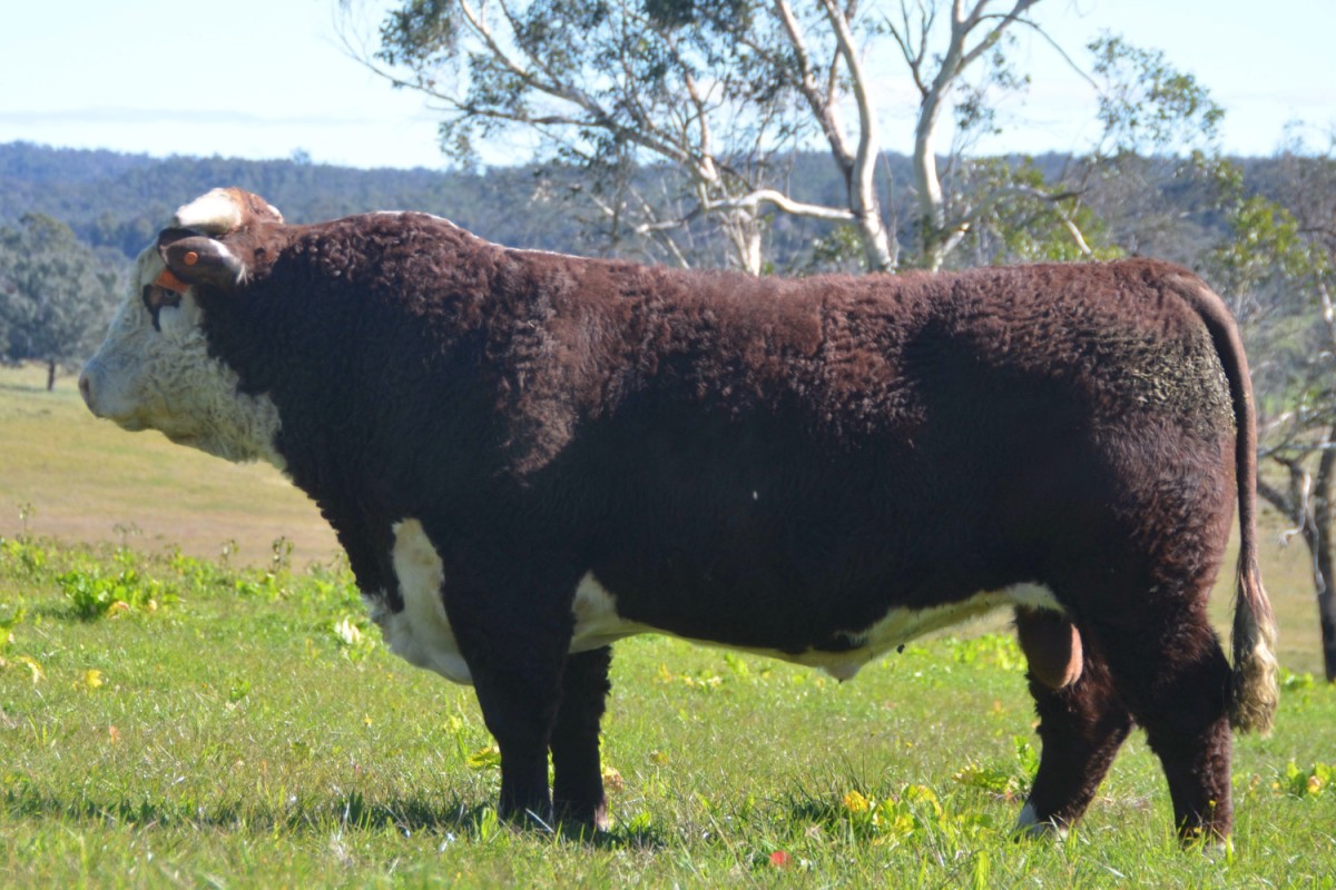2025 Annual Hereford Bull Sale - Amos Vale Herefords