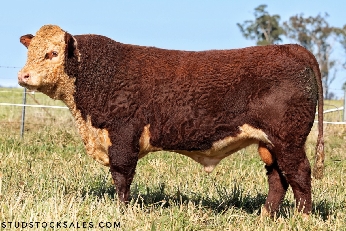 2025 Annual Hereford Bull Sale - Amos Vale Herefords