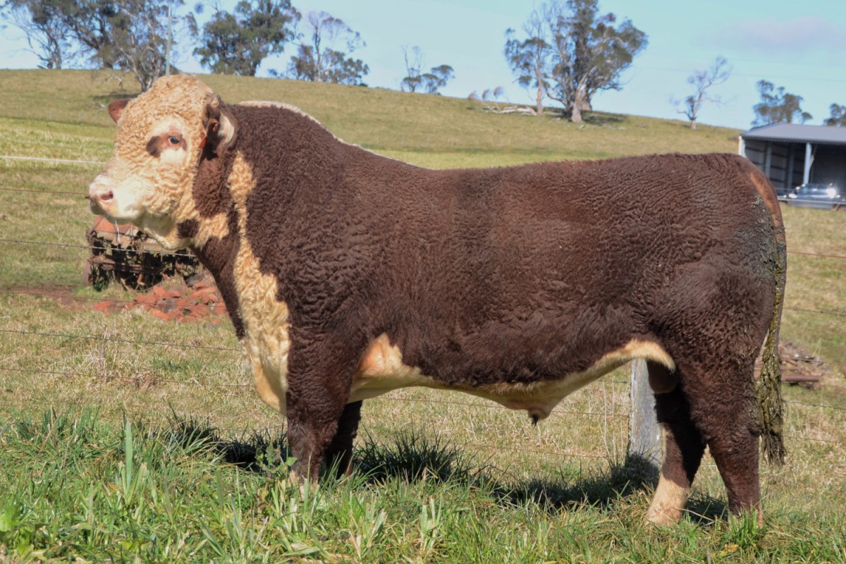 2025 Annual Hereford Bull Sale - Amos Vale Herefords