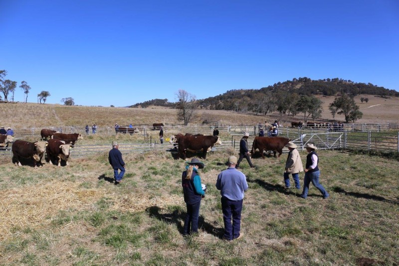 39th Annual Amos-Vale Hereford Bull Sale - Amos Vale Herefords