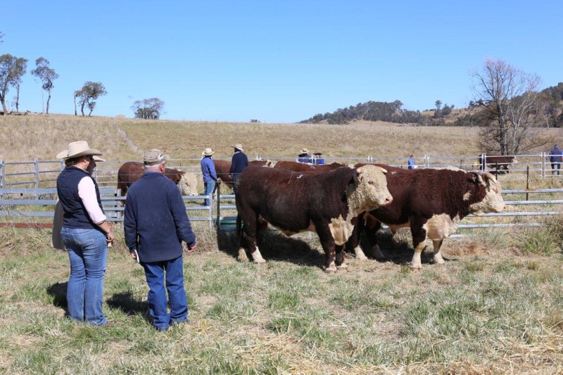 39th Annual Amos-Vale Hereford Bull Sale - Amos Vale Herefords