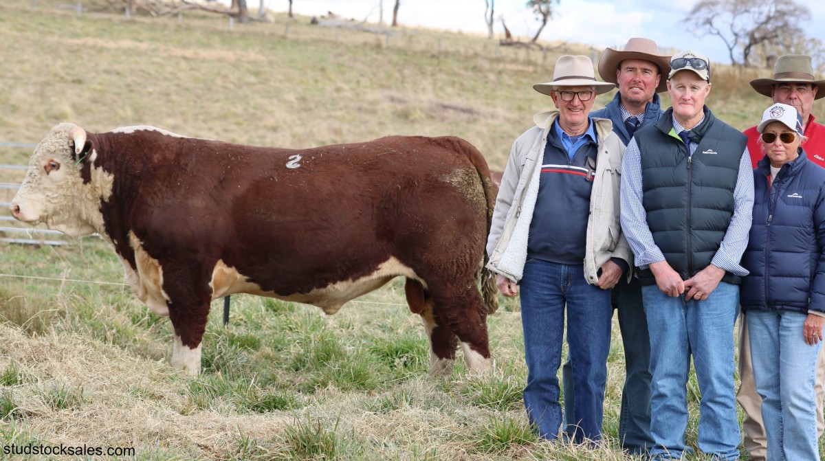Hereford Cow Quiet Cows Amplify Beef Quality