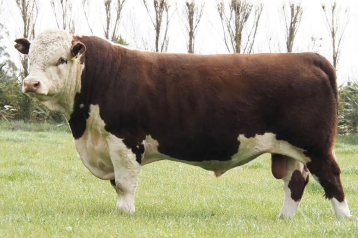 Explore Elite Sires at Amos Vale Hereford Stud